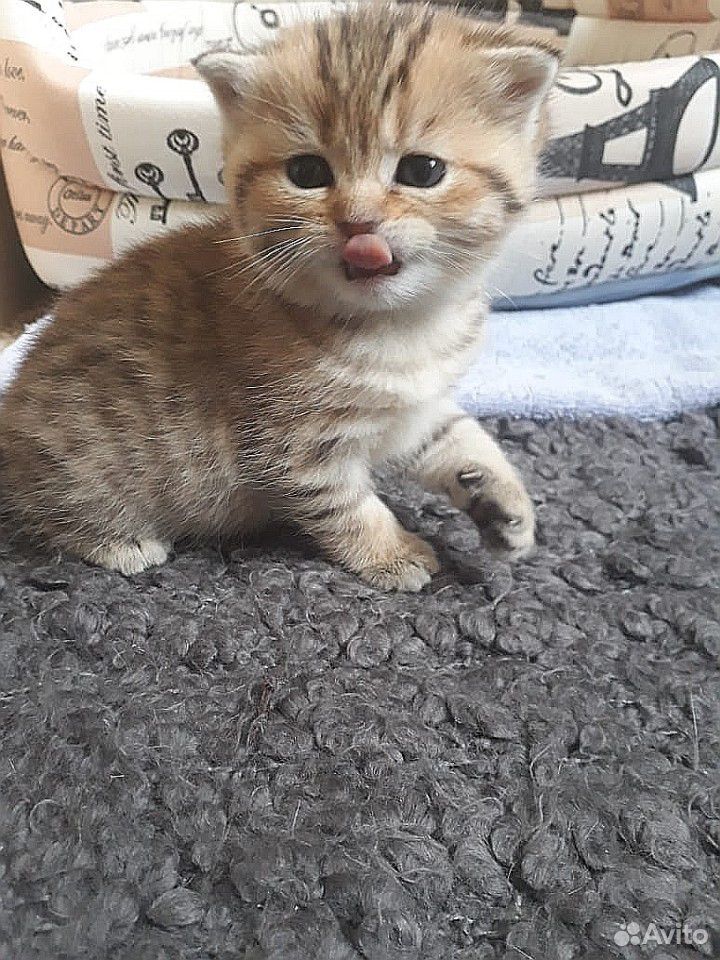 Скотиш фолд(золотистая шиншилла)