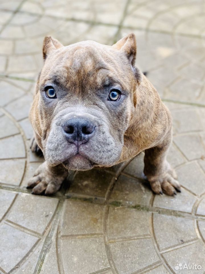 Мальчик Американский булли