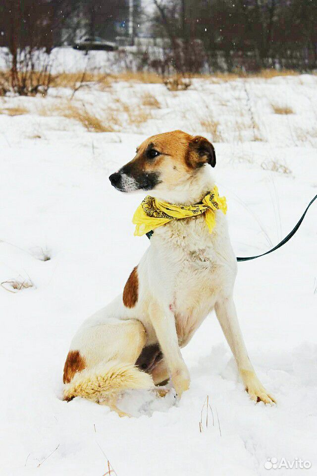 Собака Розочка в дар