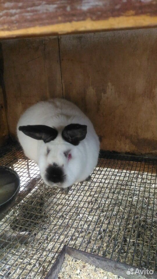 Кролы-калифорнийцы