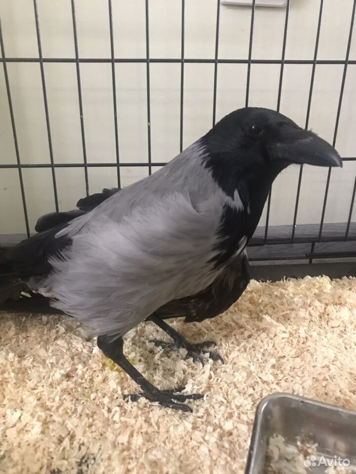 Серая ворона