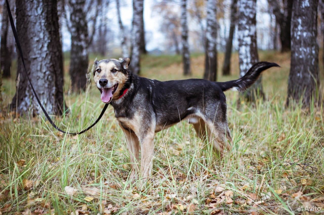 Стенли Брамс ищет своих лучших хозяев
