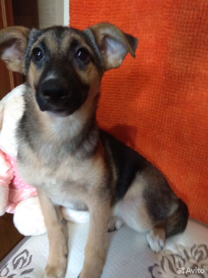 Яна в поисках дома