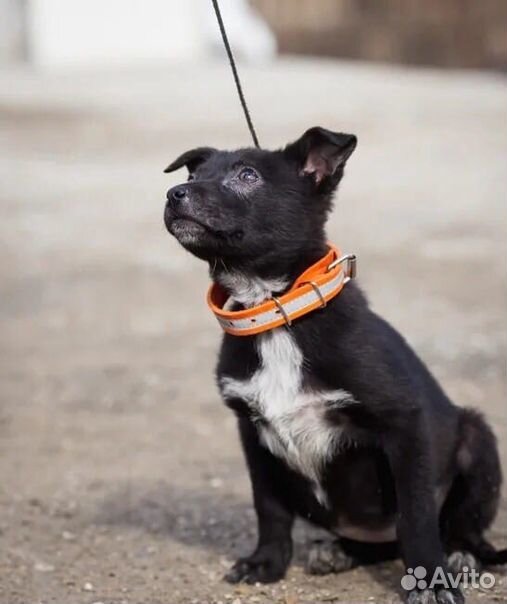 Щенок Молли