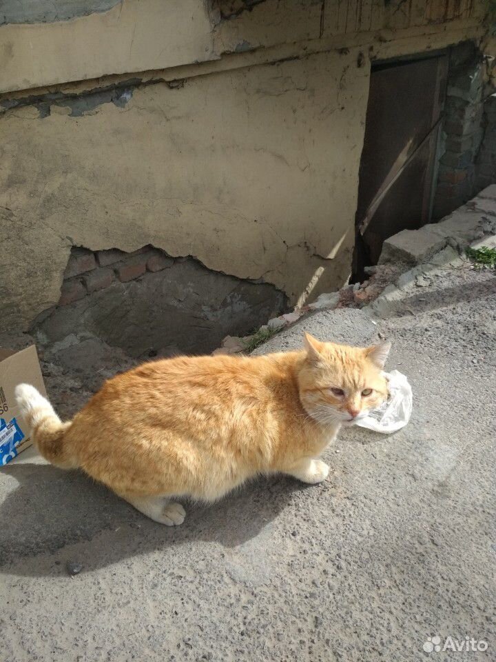 Чудесный рыжий котик