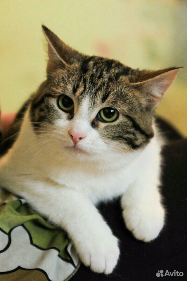 Котёнок Василиса