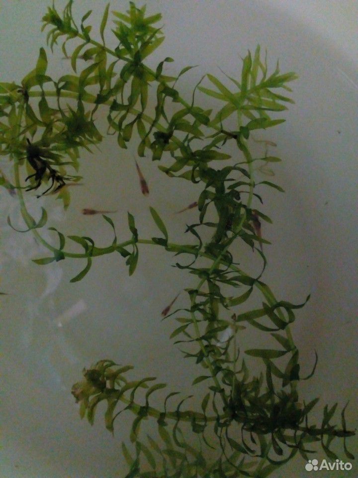 Мальки гуппи