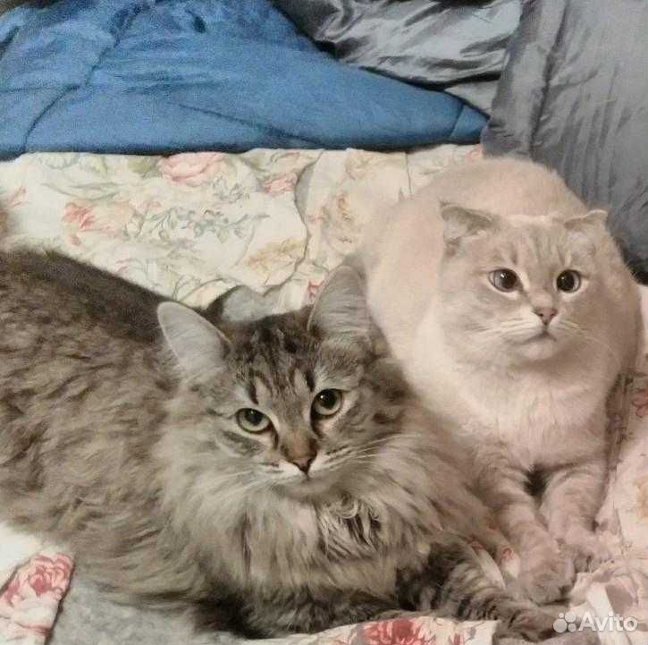 Скоттиш фолд - стерелизованная кошка в дар