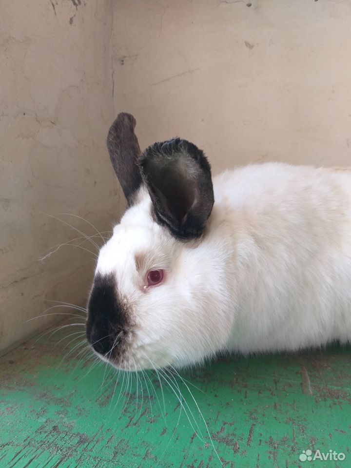 Калифорнийский самец