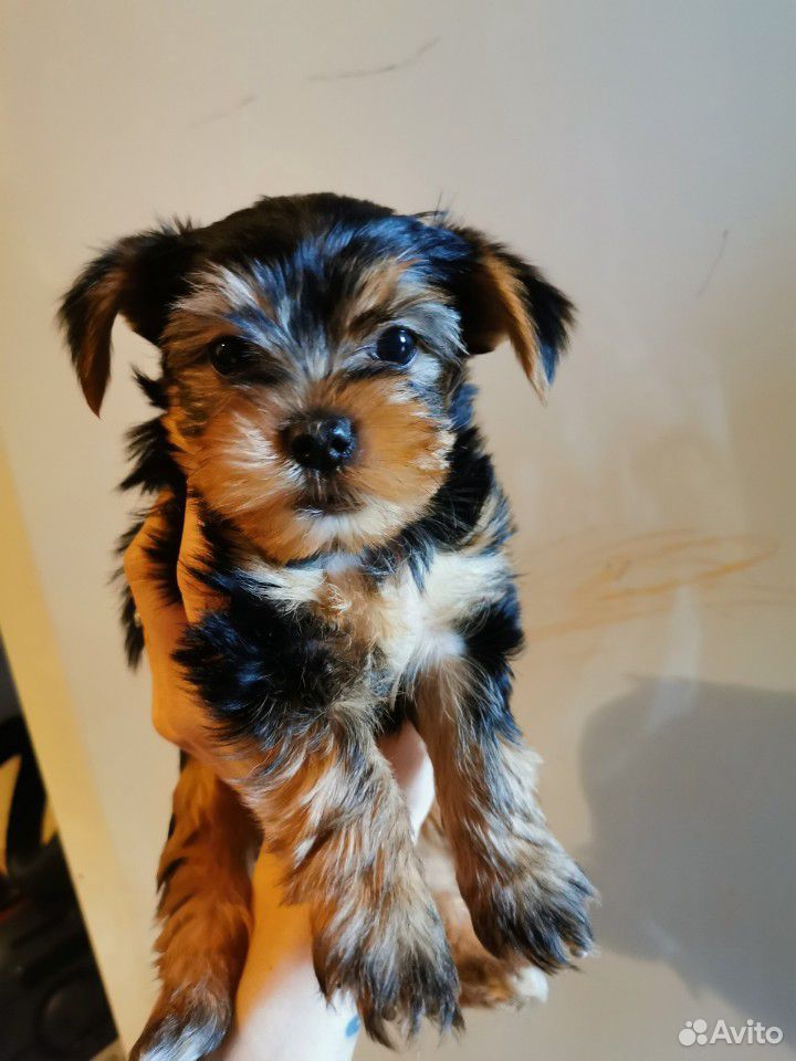 Йоркширский терьер