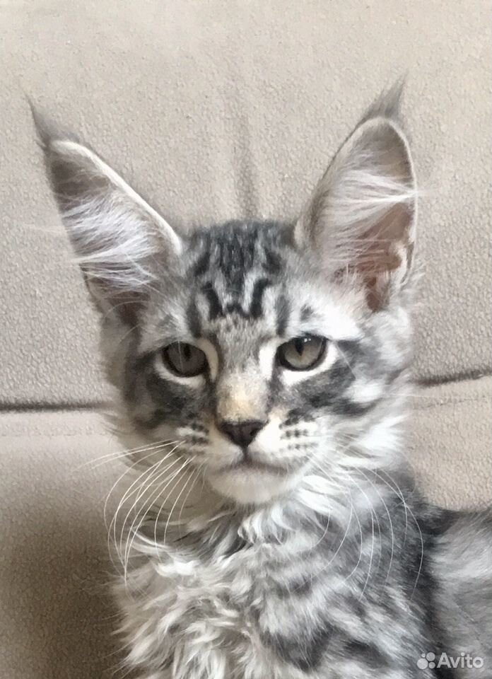 Серебристый тигр из питомника