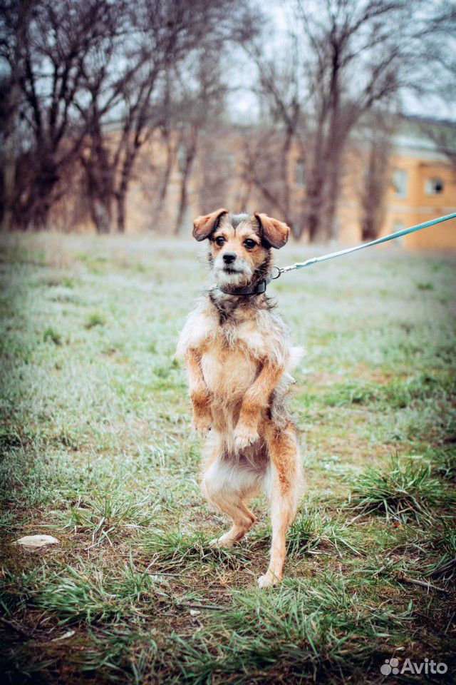 Комнатная собачка в добрые руки