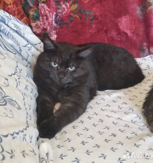 Кот молодой бесплатно