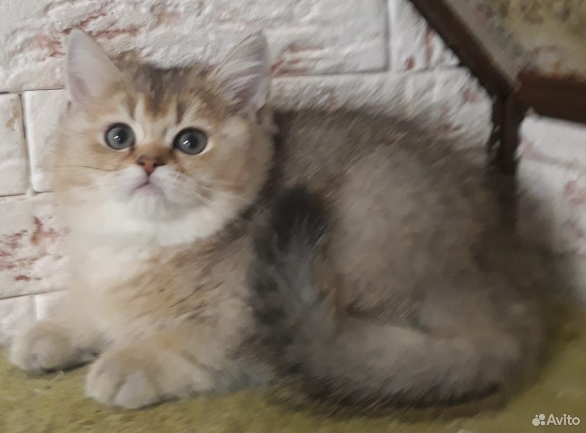 Кошка золотая британка