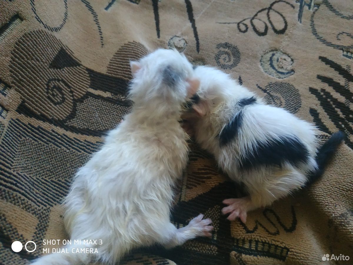 Котята слепые найдёныши