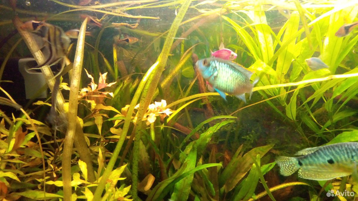 Рыбки и растения