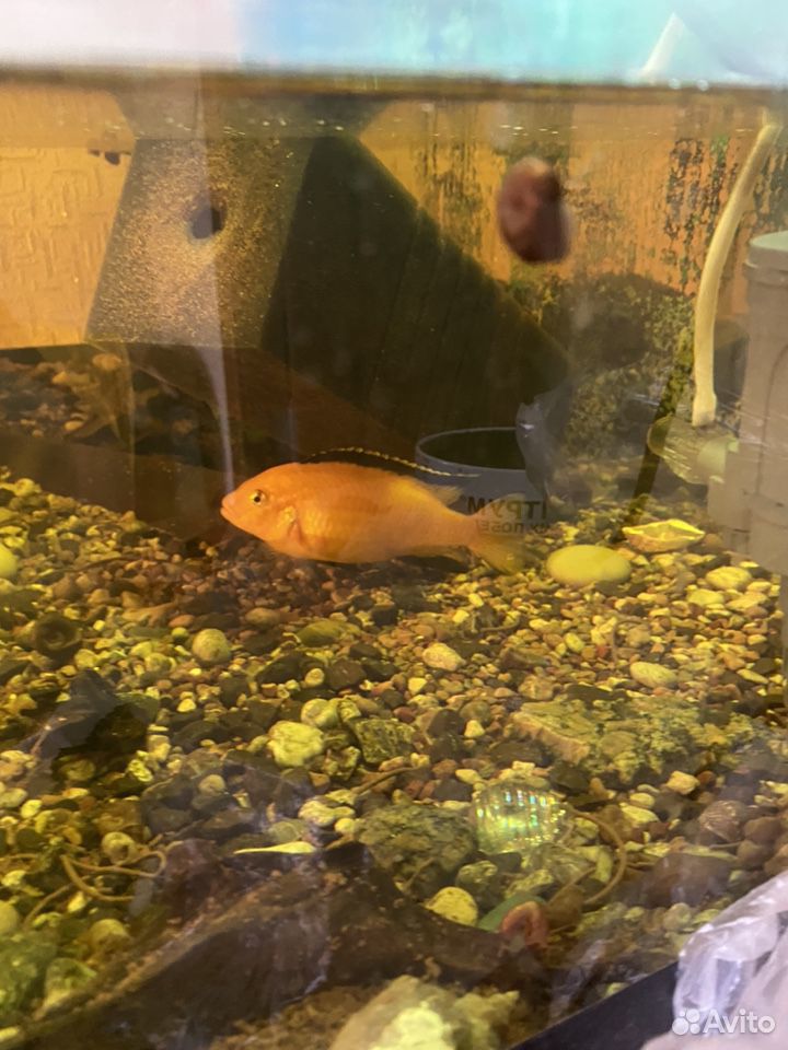 Рыбы с аквариумом