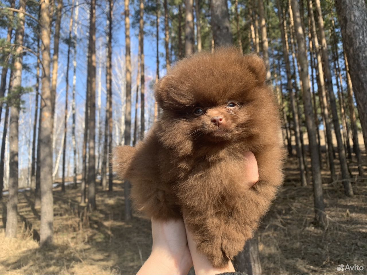 Мальчики немецкие шпицы, без недостатков, для любв