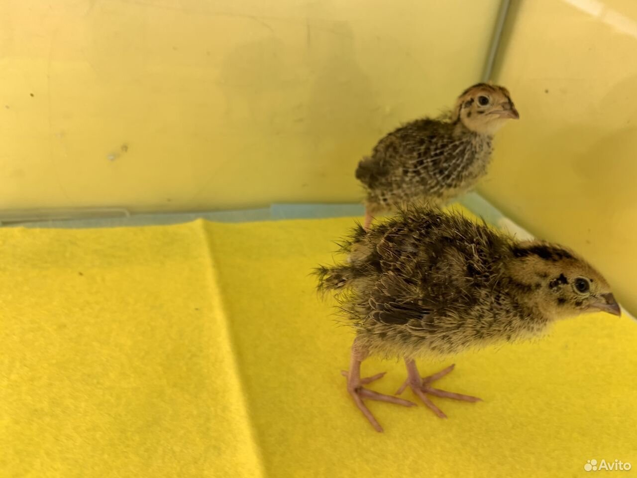 3 Перепёлки