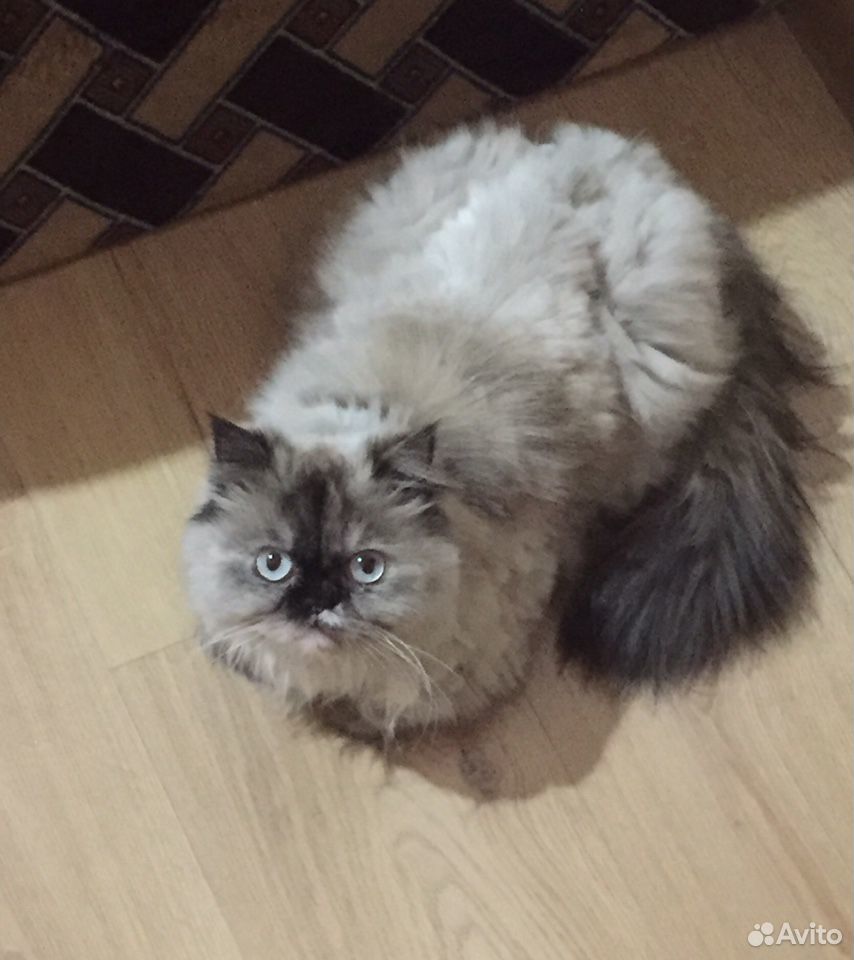 Персидская кошка