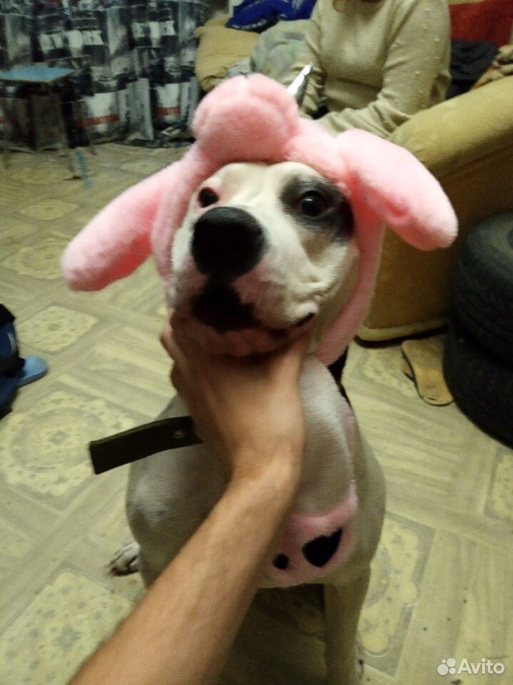 Собака амереканский бульдог
