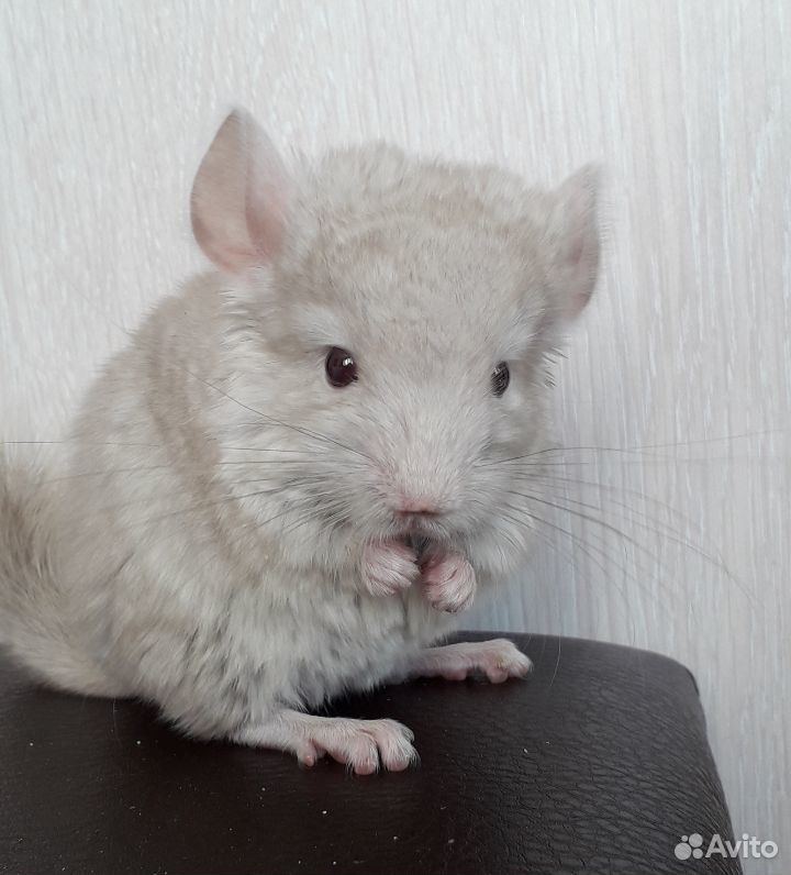 Шиншилла Гомобежевый носитель ангоры