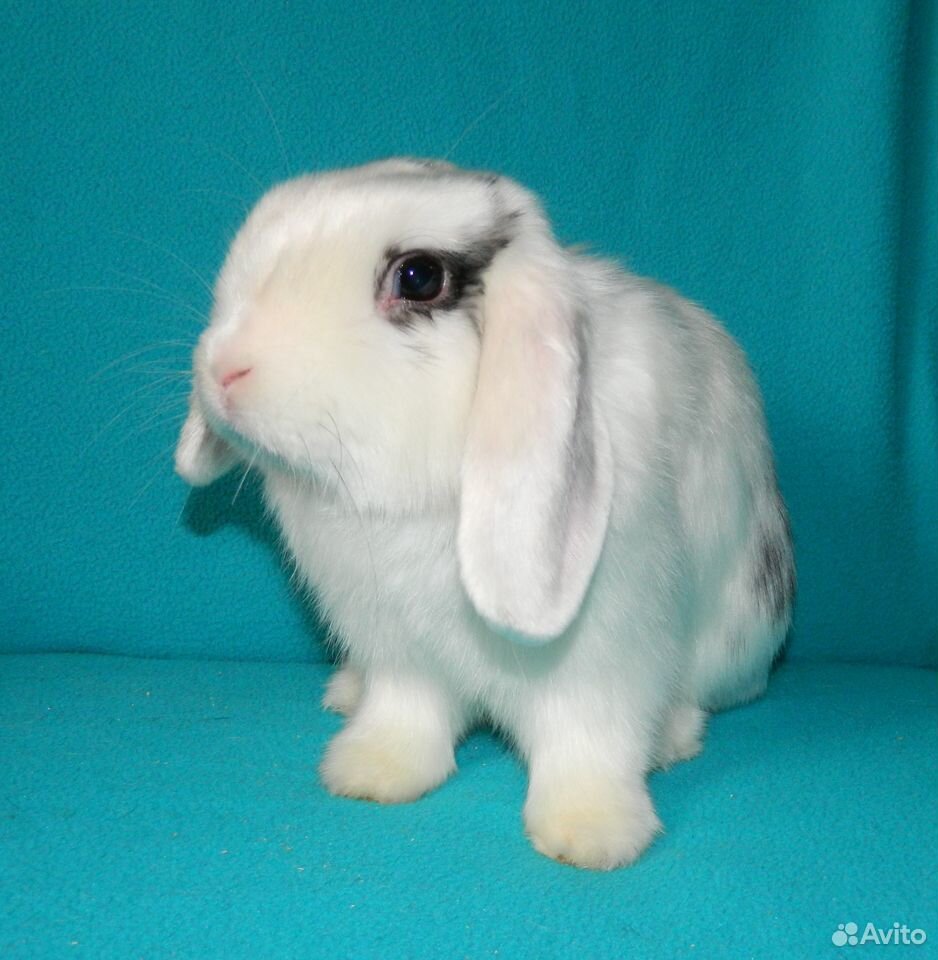 Сатиновый карликовый барашек