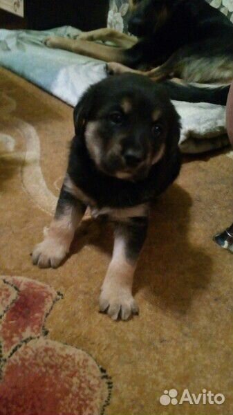 Овчаристый малыш