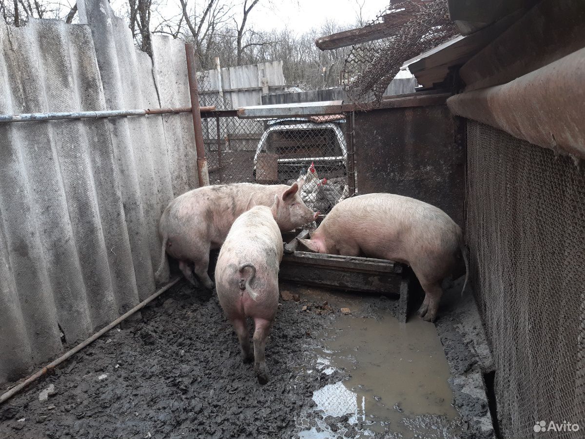 Свиньи на мясо
