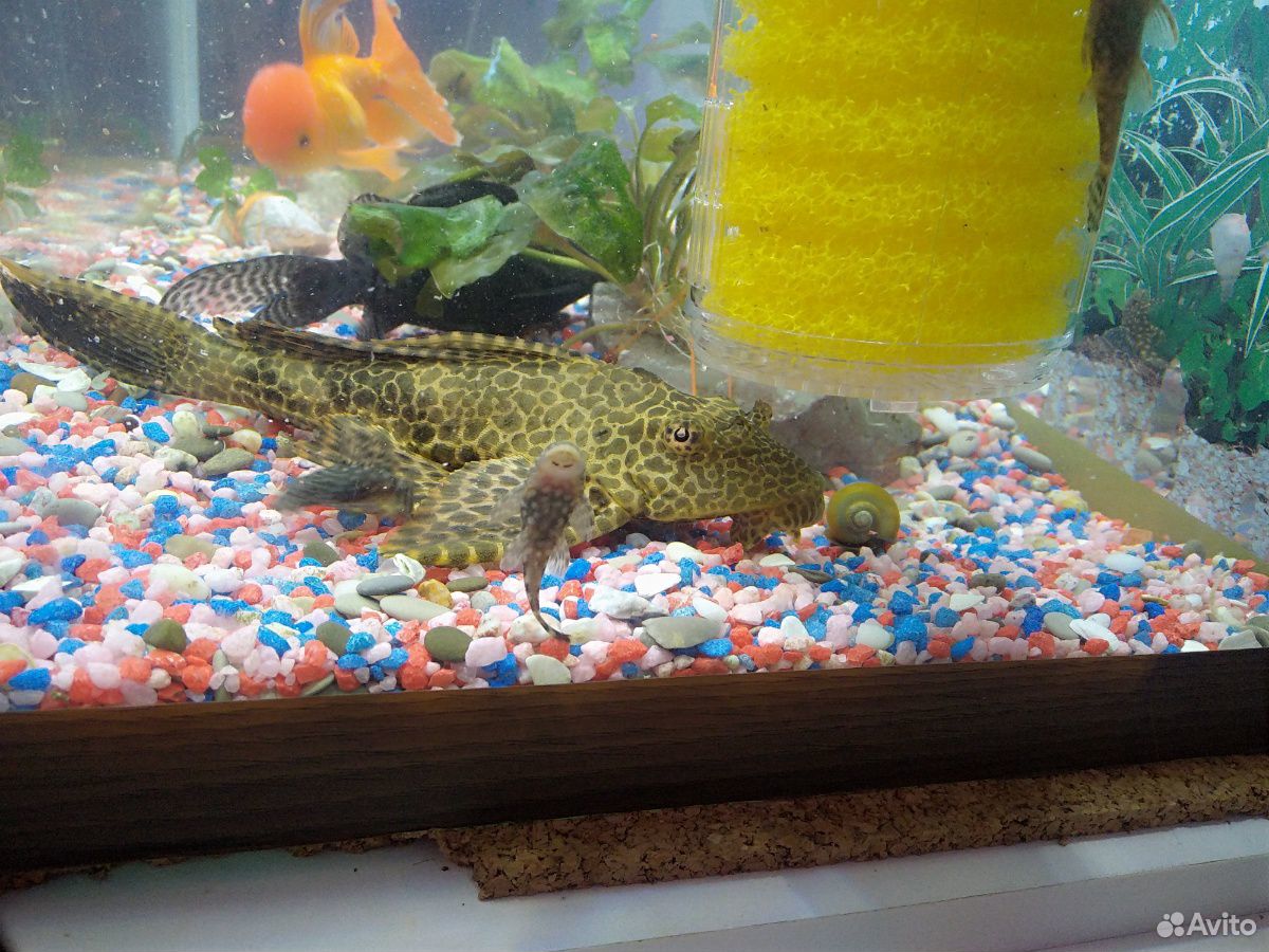 Аквариум с содержимым