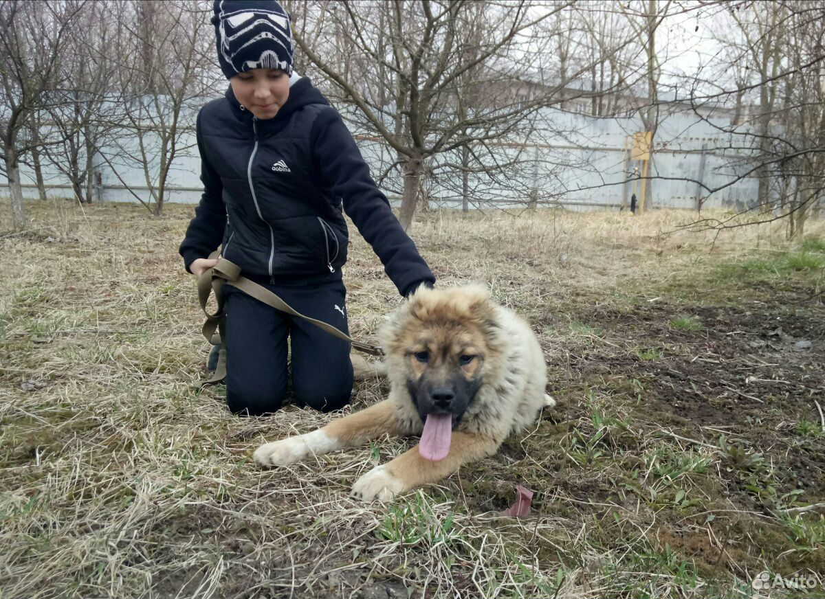 Щенок-кобель Кавказской овчарки