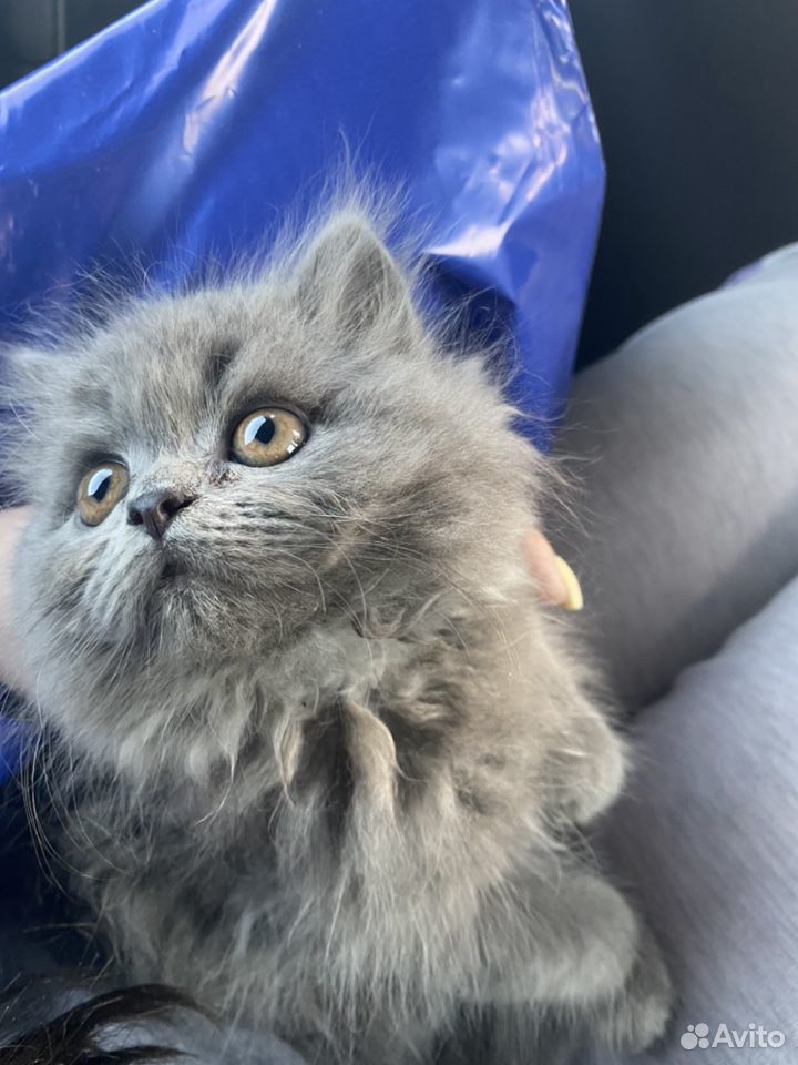 Кот британец