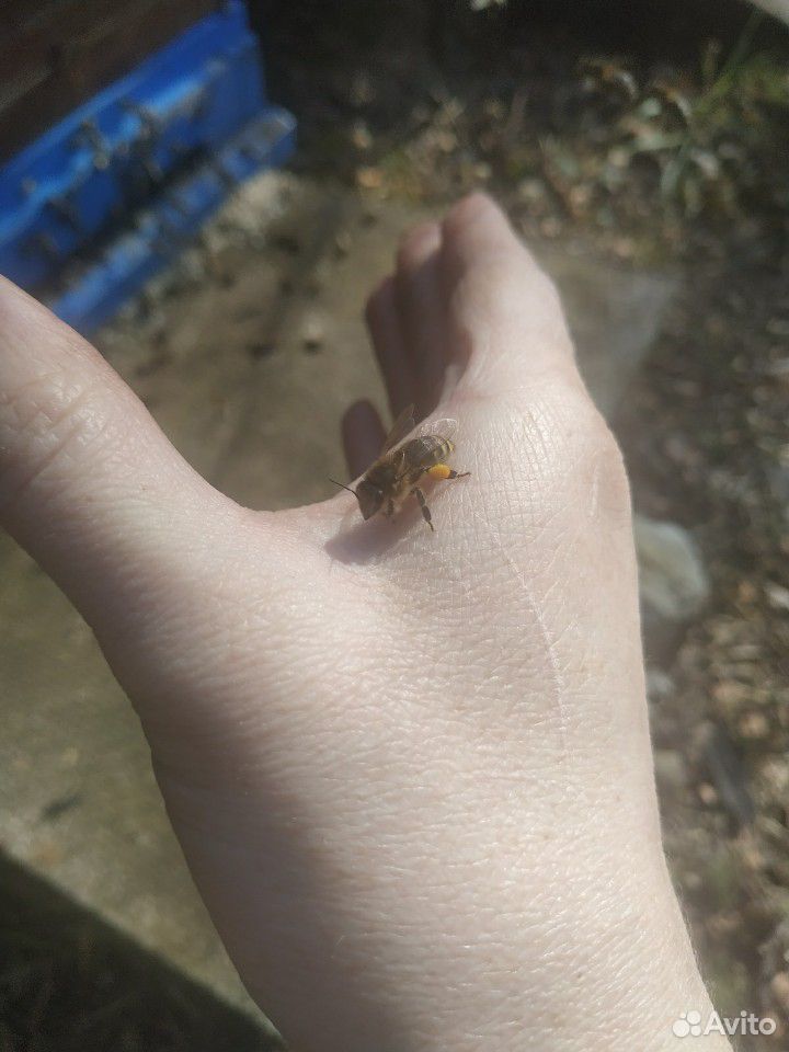 Пчелы для апитерапии