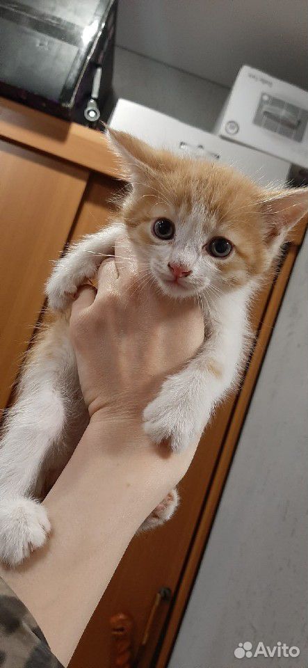 Рыжий мальчишка ищет дом