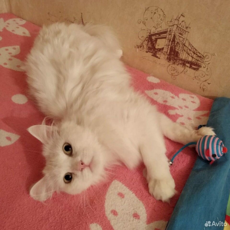 Кошечка Лили - белоснежная красавица