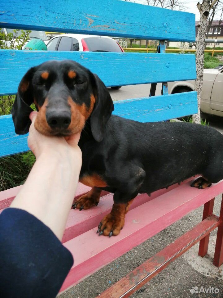 Такса ищет хозяина