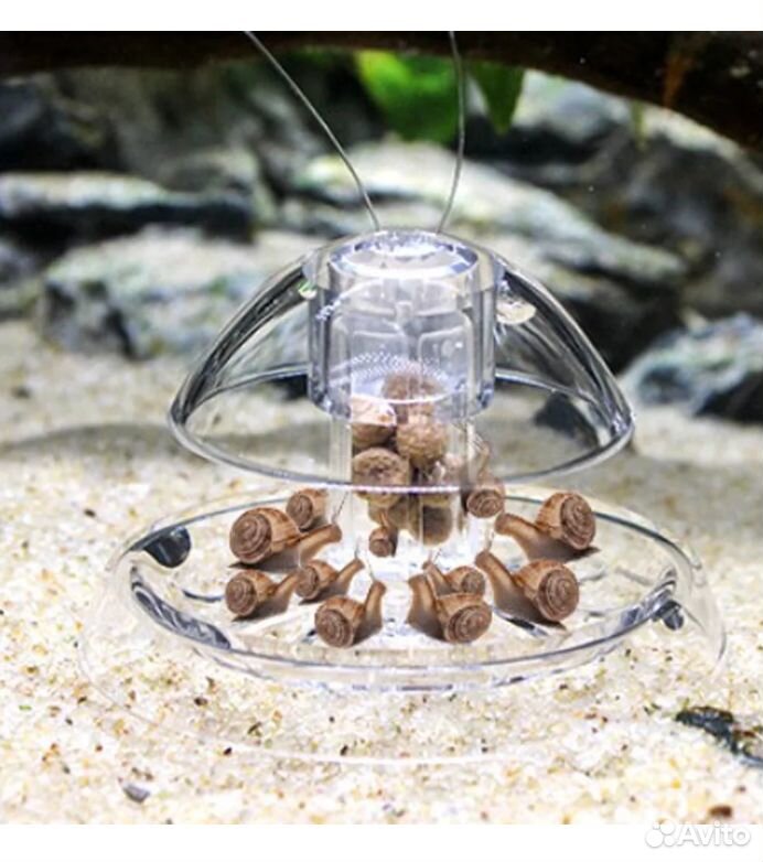 Ловушка для улиток в аквариум