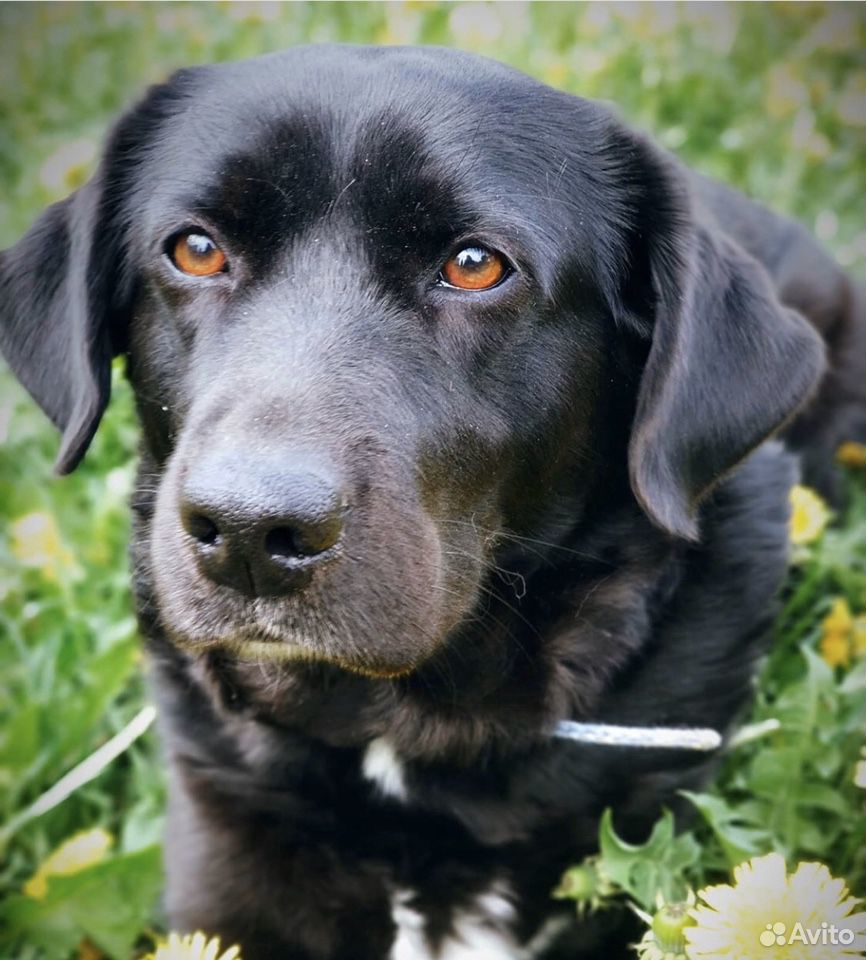 Лабрадор девочка 5 лет