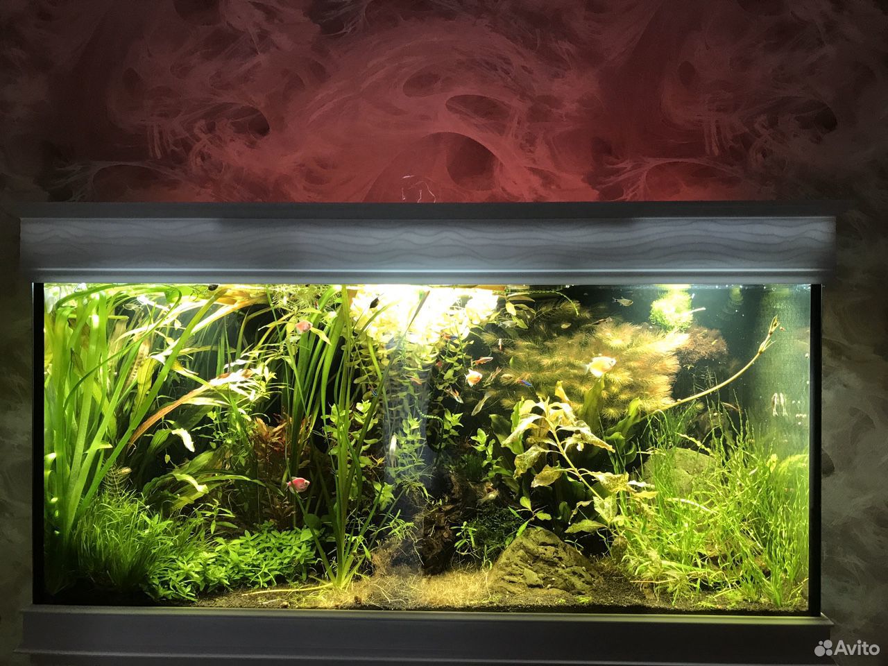 Растения аквариумные. Прополка. Эхинодорус Визувий