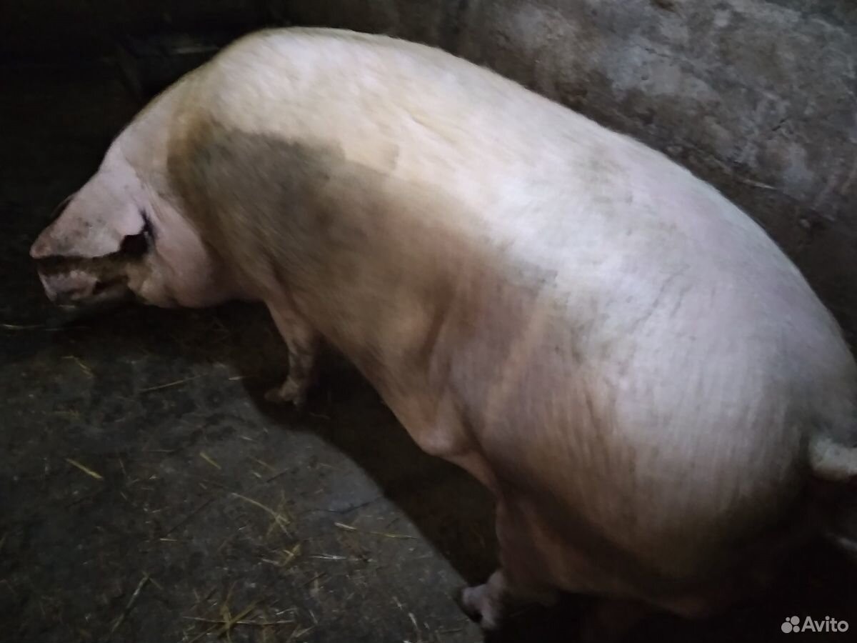 Хряк и свинья