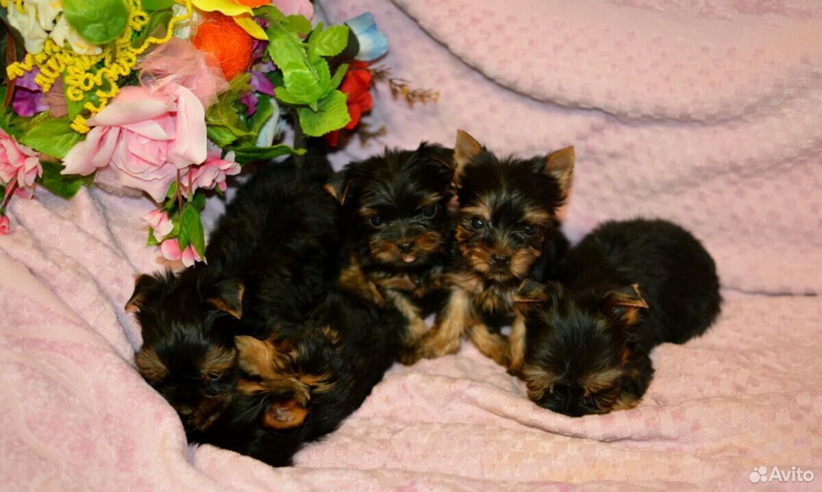 Шикарнейшие крохи