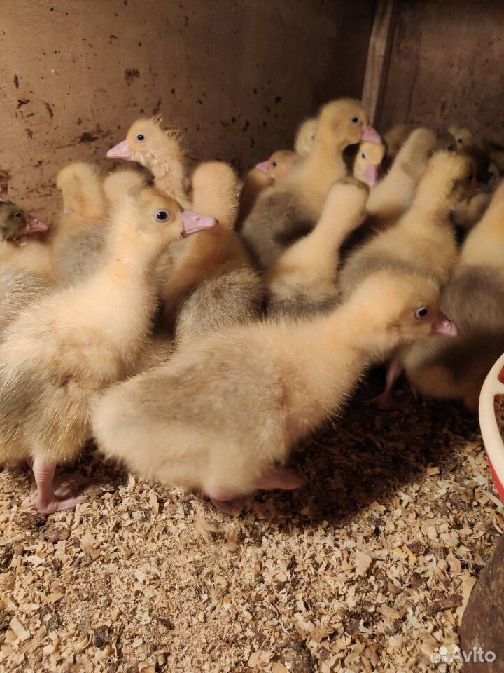 Гусята 5 дней