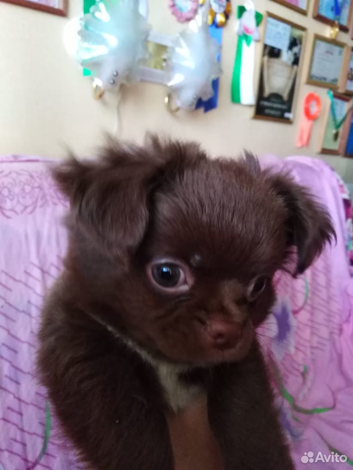 Мальчик мини и стандарт шоколадного окраса