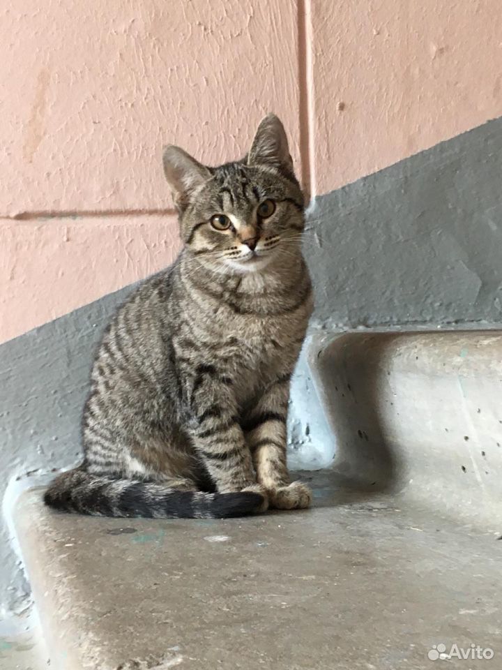Котенок