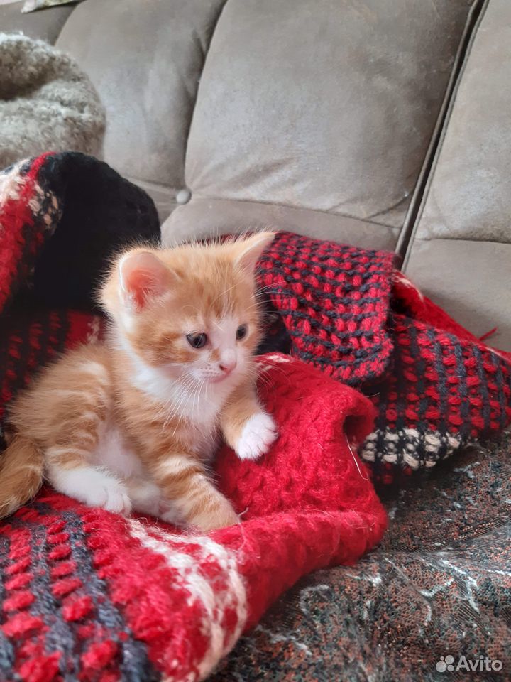 Рыжик в хорошие руки