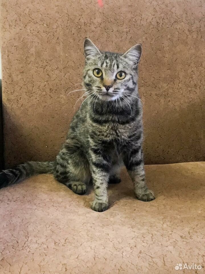 Молодой котик Кузя