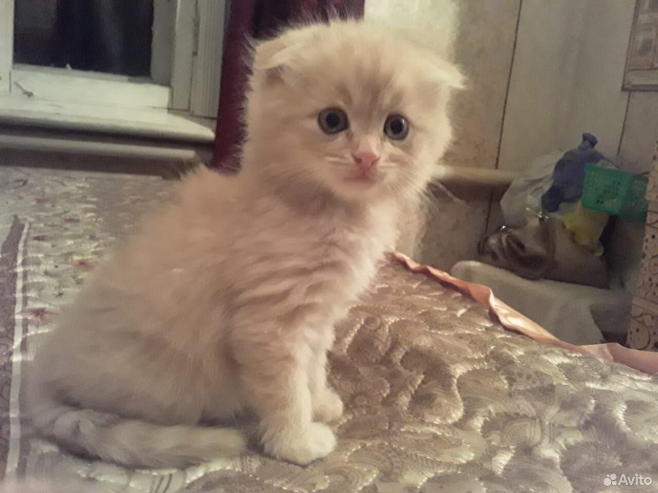 Котёнок вислоухий