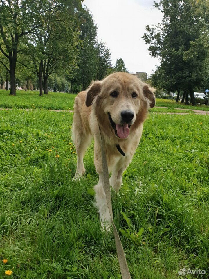 Большая Маша ищет семью