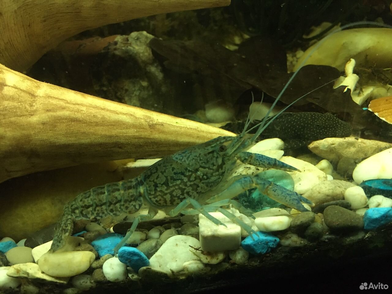 Аквариумный Рак