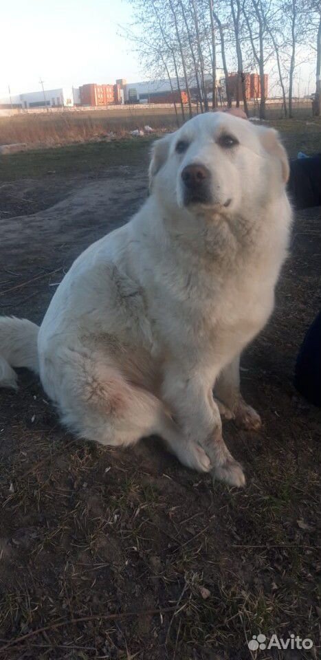 Среднеазиатская овчарка